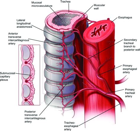 Trachea Esophagus Anatomy