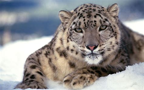 Snow Leopards Wallpapers Wallpaper Cave