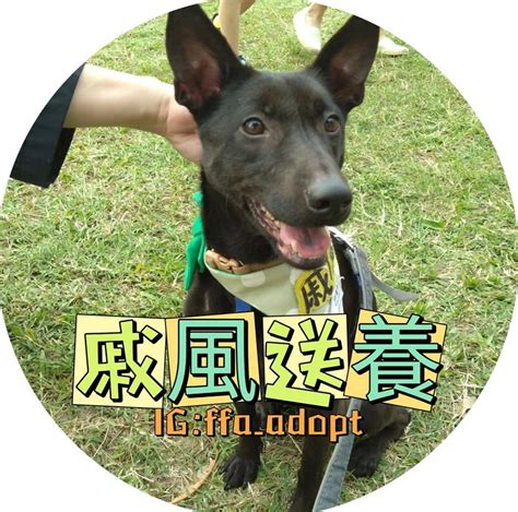 霍格華茲的特教班 變形學實在是太難了 魔藥學也很難，黑魔法防禦術還好，但主要是因為這兩科的老師不太願意（也沒能力（小聲）幫學生做個別調整 Specialeducation