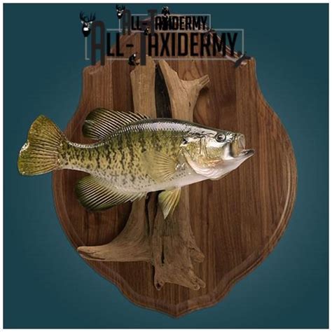 Sku 0130 Walnut Classic Plaque 9 X 12 All Taxidermy