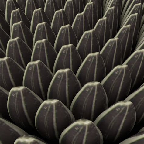 Obj Sunflower Fibonacci Sequence Seed