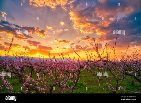 Aerial View Of The Orchard Of Bloomed Peach Trees At Sunset In Spring