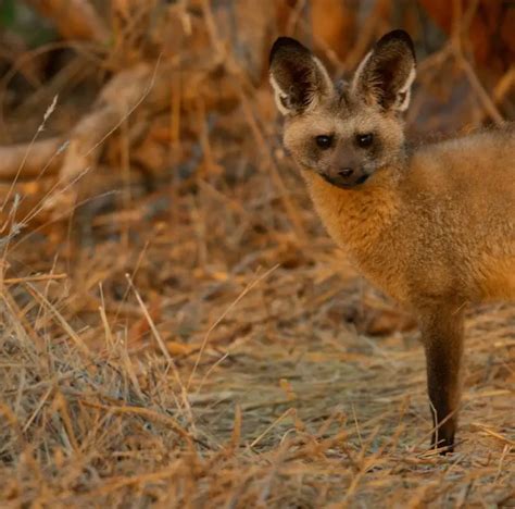 The Bat Eared Fox 2026 — Best Guide Bison Safaris