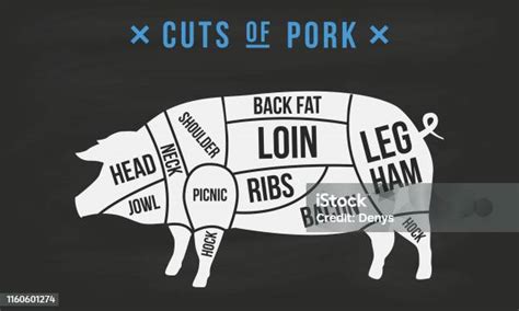 고기의 상처 돼지 고기 컷 정육점의 가이드 다이어그램 정육점 고기 가게 식료품 점 레스토랑을위한 빈티지 포스터 벡터