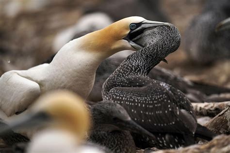 Faithful Mates Hot Tempers Form Primal Life For Gannets Abc News