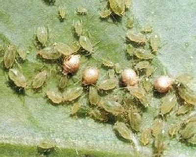 棉蚜 技术培训 唐春生植保