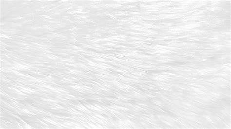 White Clean Wool Texture Background Light Natural Sheep Wool White Seamless Cotton Texture Of