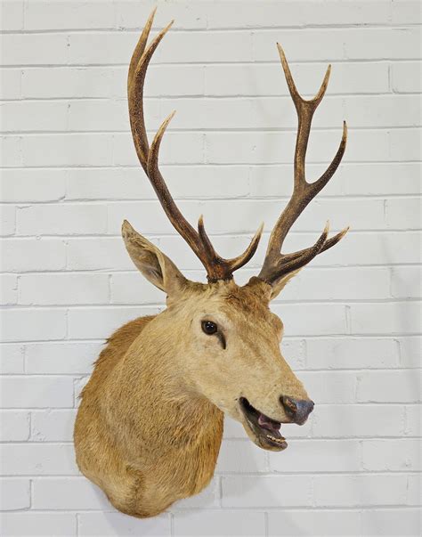 Lot Taxidermy Red Deer Mount 120 X 55 X 75cm