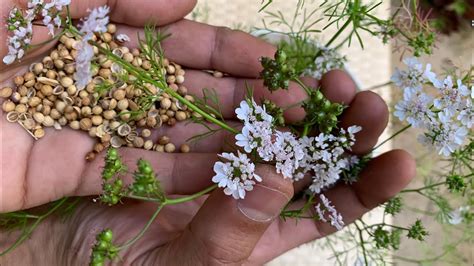 بذور موجودة بكل مطبخ ازرع بذرة وحدة تنتج لك مئات البذور مجانًا ممكن