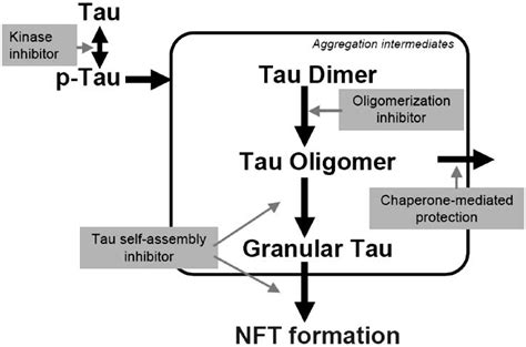 A Schematic Representation Of The Different Stages Of The Formation Of Download Scientific