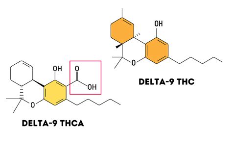Thca Vs Thc Key Differences And Similarities Explained Tripsitter