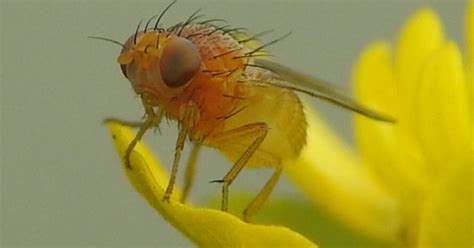 유전자 조작으로 수컷 없이 출산한 초파리