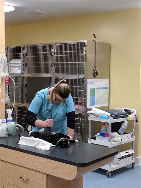 Take An Office Tour Veterinarian In Barnwell Sc Dogwood Animal