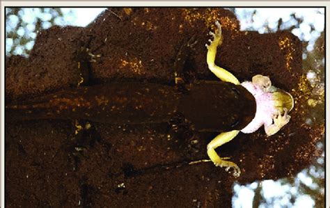 Larval Dicamptodon Ensatus Consuming An Adult Pseudacris Regilla
