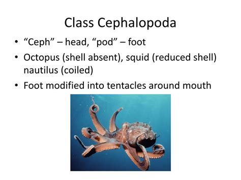 Ppt Mollusks Powerpoint Presentation Free Download Id2201252