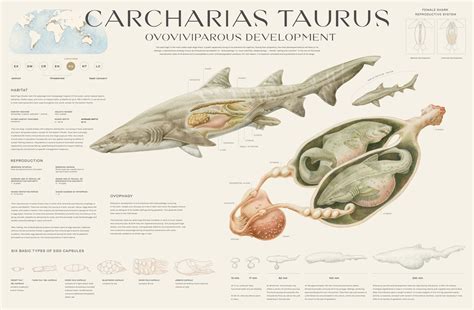 Sand Tiger Shark Ovophagy {illustration Infographic Scientific