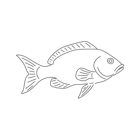 Premium Vector Red Snapper Hand Drawn Realistic Illustration Vector