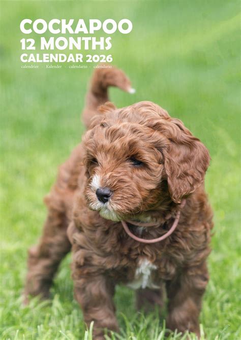 Cockapoo 2026 A3 Calendar M Etsy
