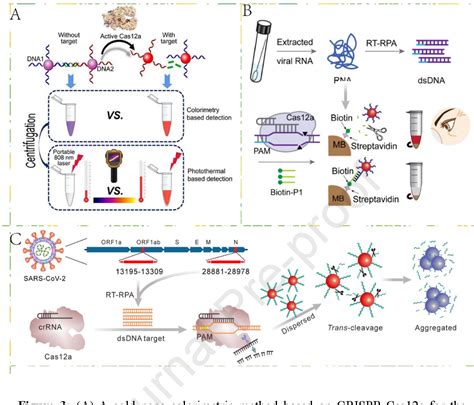 Table 1 From Crispr Cas12a Based Technology A Powerful Tool For Biosensing In Food Safety