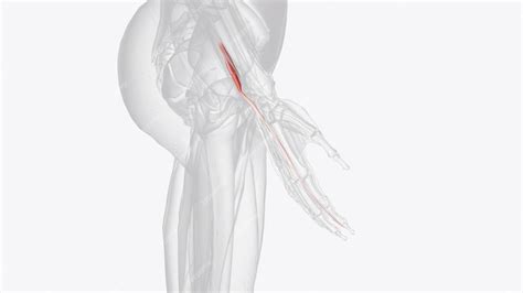 Premium Photo The Extensor Indicis Is A Muscle Within The Deep