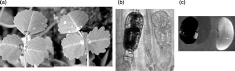 Collection Of Mutants For Functional Genomics In The Legume Medicago Truncatula Plant Genetic