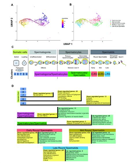 inferring cell trajectory and functional annotation a pseudotime