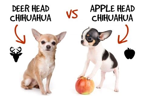 Understanding The Unique Characteristics Of Apple Head And Deer Head