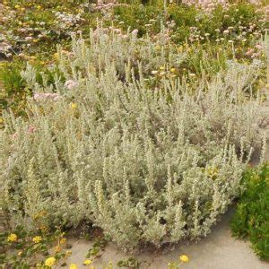 Artemisia Absinthium Wormwood