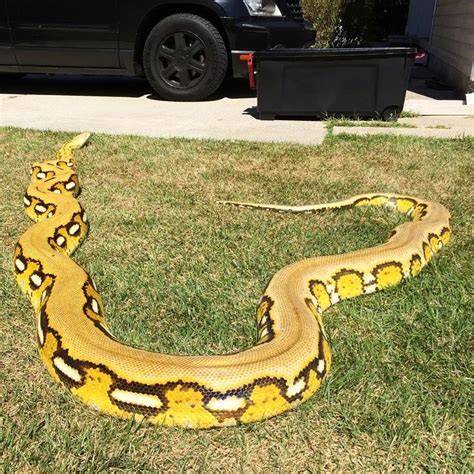 What Type Of Reticulated Python Is This