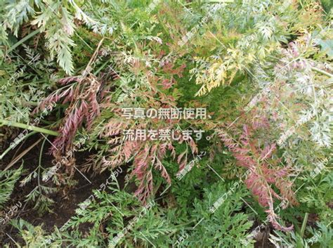 ニンジン黄化病 全農教フォトライブラリ