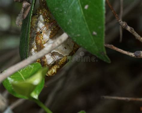 Spider Wasp Nest Stock Image Image Of Wasp Nest Japan 227399581