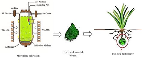 Biofertilizers For Sustainable Agriculture Here We Aimed To Produce An Iron Rich Biofertilizer