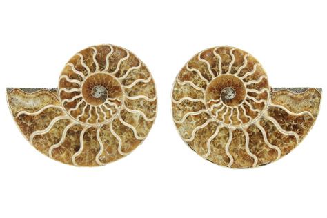 35 Cut And Polished Agatized Ammonite Fossil Madagascar 234418