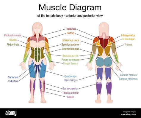 The Complete Guide To Understanding The Female Front Human Body Diagram