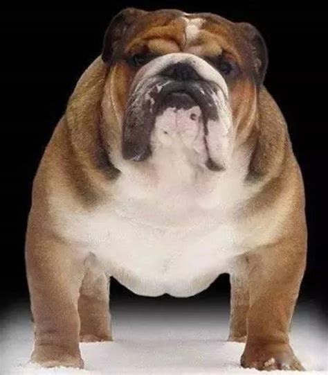 犬类 小型犬类 犬类品种大片 大山谷图库