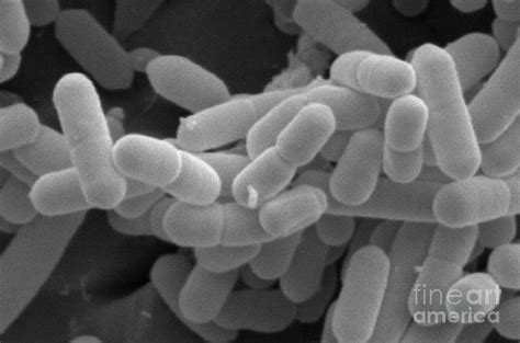 Listeria Monocytogenes Bacteria Photograph By Scimat Fine Art America