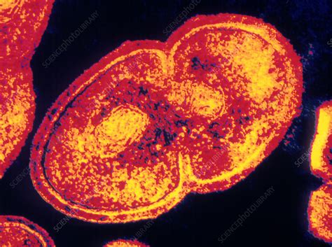 Coloured Tem Of Enterococcus Faecalis Stock Image B236 0052 Science Photo Library