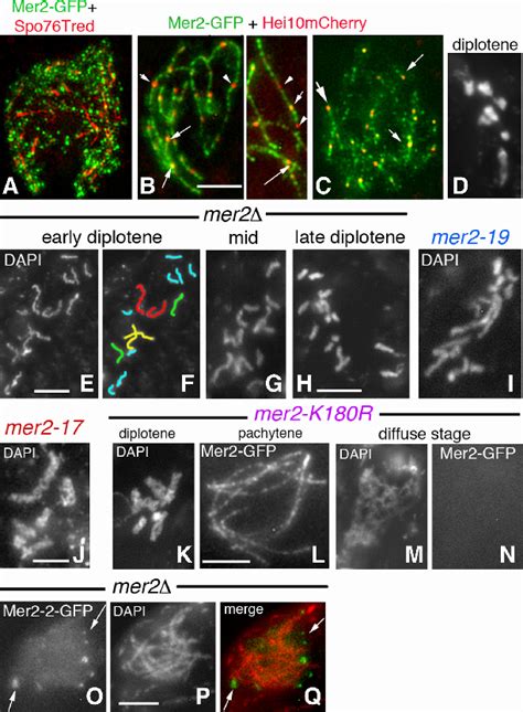 Diffuse Stage Diplotene Compaction And Mer2 2 Gfp Localization A Download Scientific Diagram