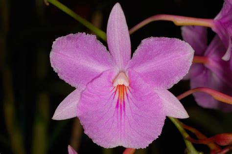 Broughtonia Sanguinea Species From Jamaica Eric Hunt Flickr