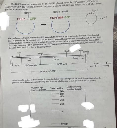 Solved 5 The Hsp70 Gene Was Inserted Into The Phspp Gfp