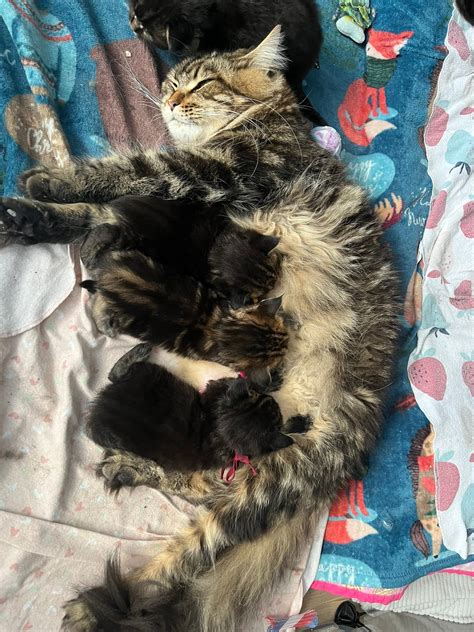 Maine Coons Of Maplemoon Maine Coons Of Maplemoon Canada