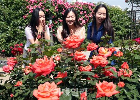 포토 2023 서울장미축제 네이트 뉴스