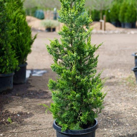 7 Gal Hetzi Columnaris Juniper Evergreen Tree Junhet07g The Home