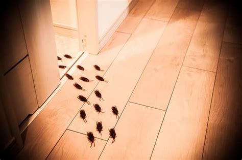 How Can A Cockroach Survive Without Its Head