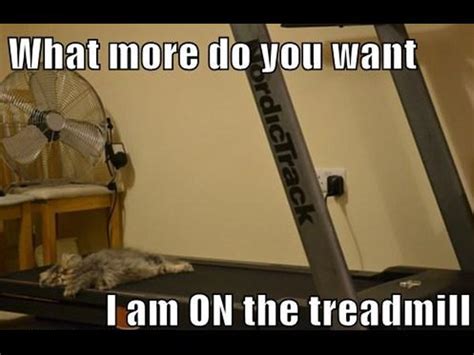 On The Treadmill Funny Animal Pictures Funny Animals Funny