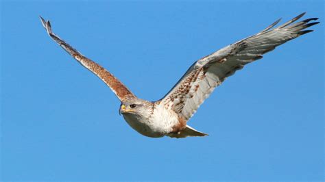 Ferruginous Hawk Audubon Field Guide