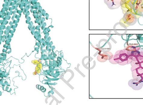 In Silico Molecular Docking Predicted The Binding Of 10g And 11g To
