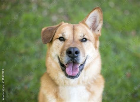 Floppy Ear Dog Breeds