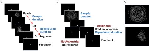 Figure 1 From Serial Dependence In Temporal Perception Reveals The Dynamics Of 1 Constructing An