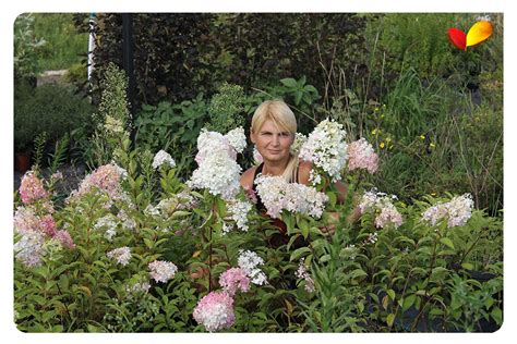 Купить Гортензия метельчатая Ванила Фрайз Hydrangea paniculata Vanille ...